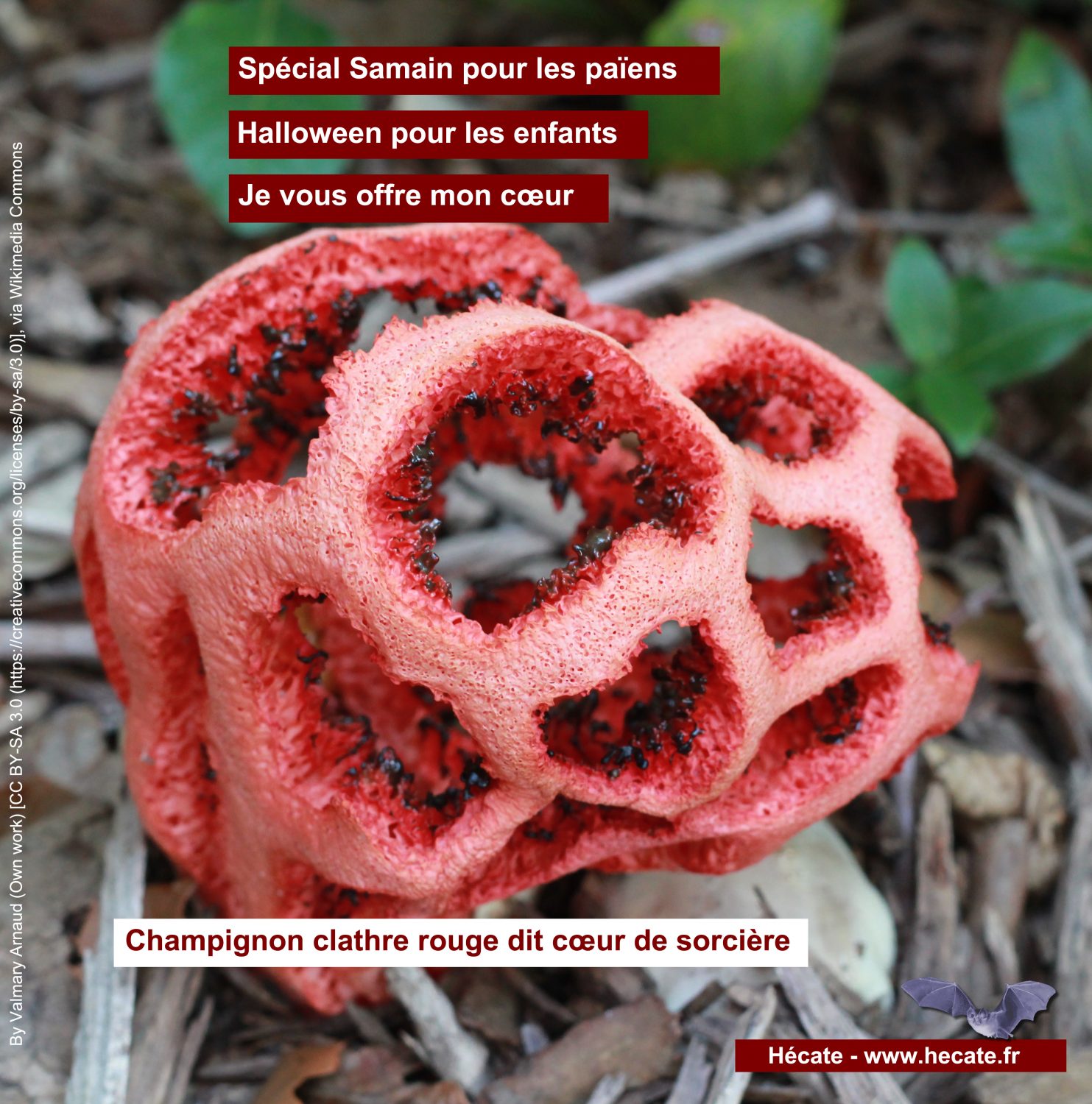 Clathre rouge - Coeur de Sorcière - Sorcière Hécate - Travaux occultes ...